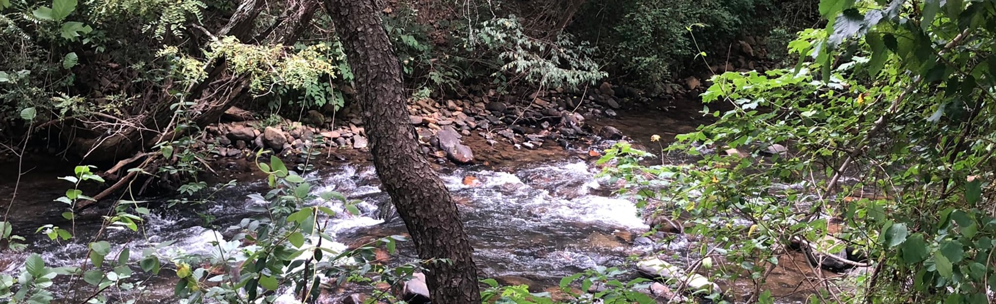 Erwin Linear Trail | Map, Guide - Tennessee | AllTrails