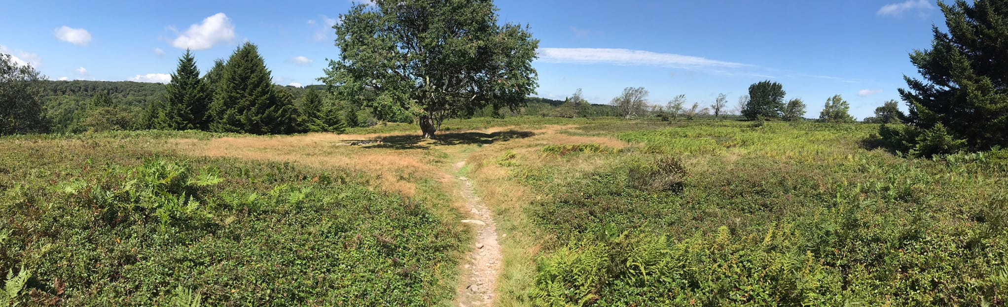 Dolly Sods Full Loop: 148 Reviews, Map - West Virginia | AllTrails