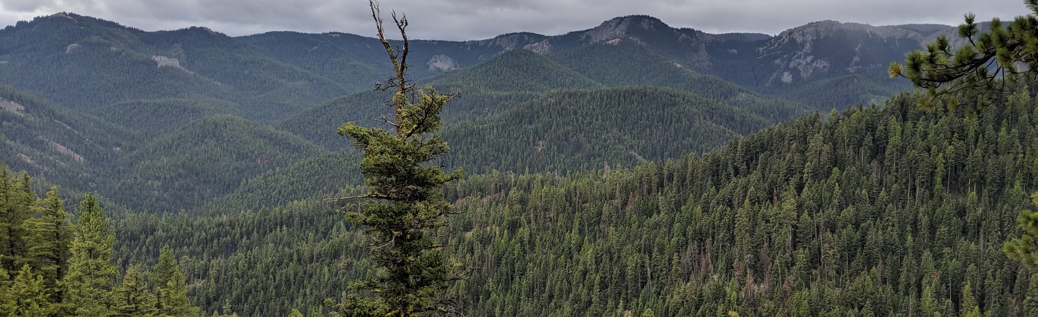 Taneum Creek and Road 1334 OHV Loop: 0 Reviews, Map - Washington ...