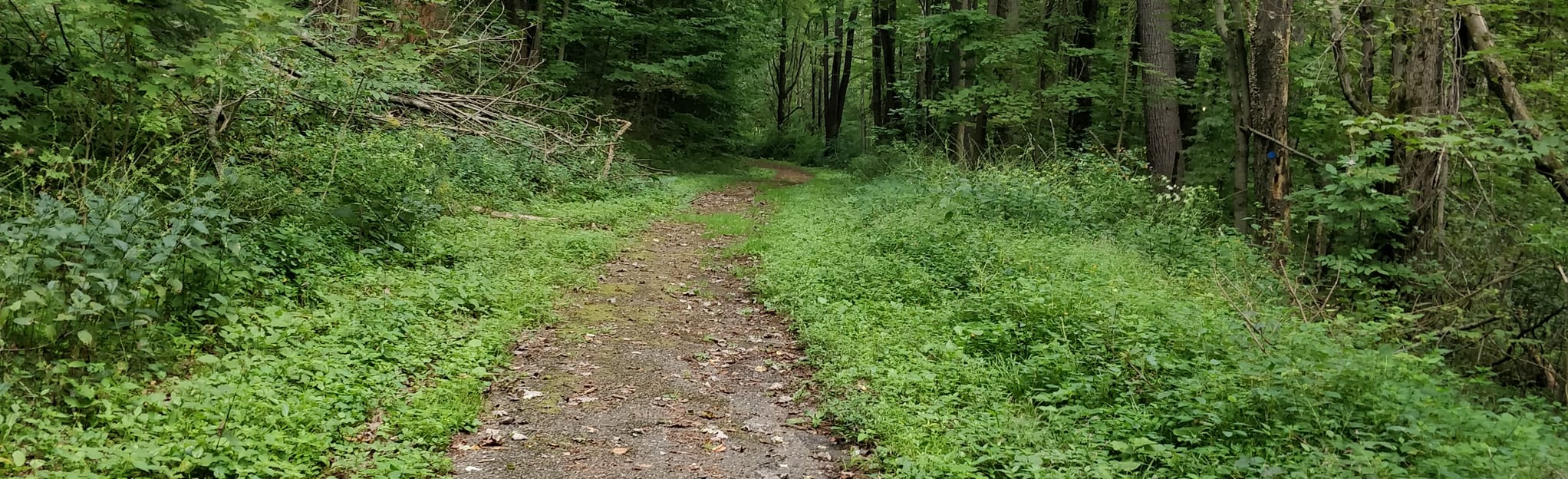 Maple, Hemlock, and Wildflower Lane Trail Loop: 180 Reviews, Map - New ...