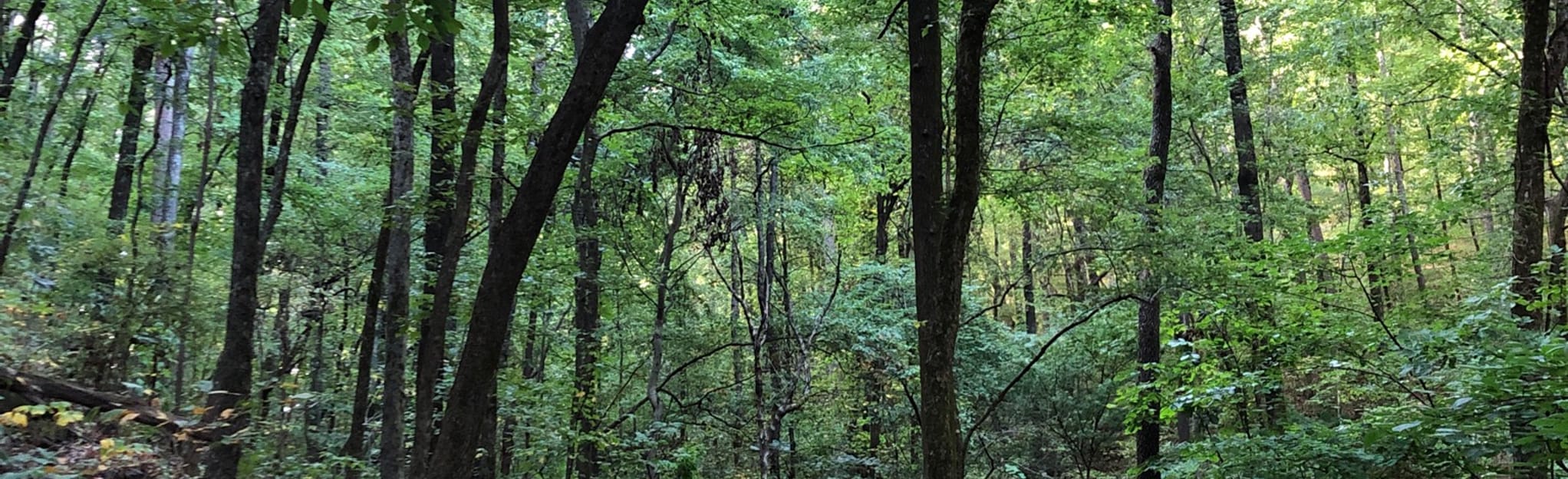 Quarry Trail to Ridge and Valley Trail: 349 Reviews, Map - Alabama ...