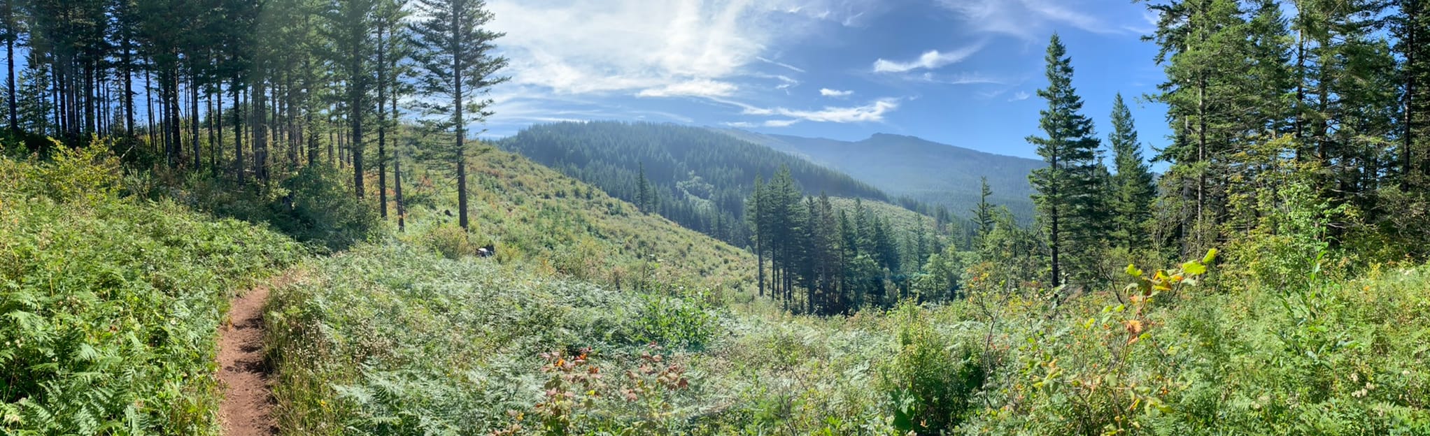 Larch Mountain Loop Trail: 16 Reviews, Map - Washington | AllTrails