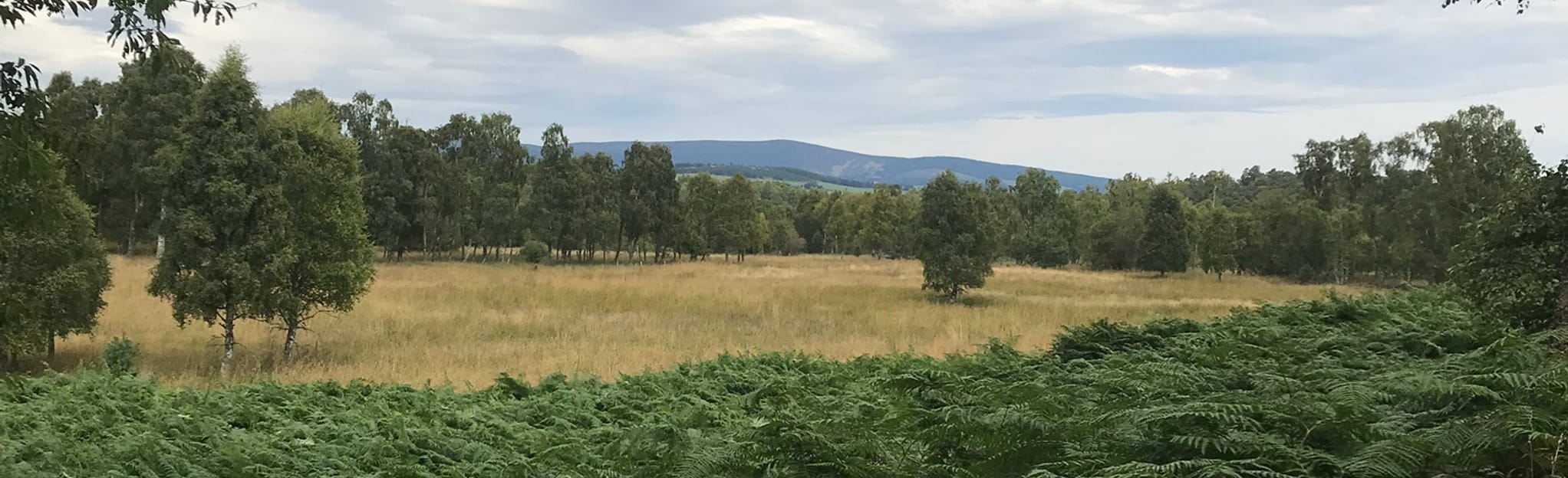 Dinnet, Loch Kinnord, and Burn O' Vat: 73 Reviews, Map - Aberdeenshire ...