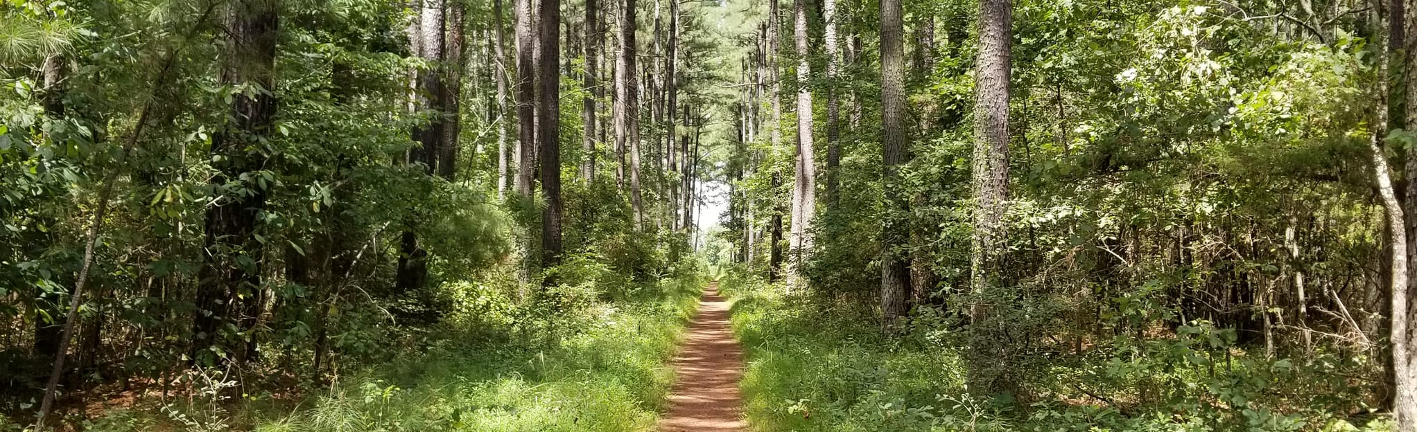 Conway Robinson Blue Loop: 1139 Reviews, Map - Virginia | AllTrails