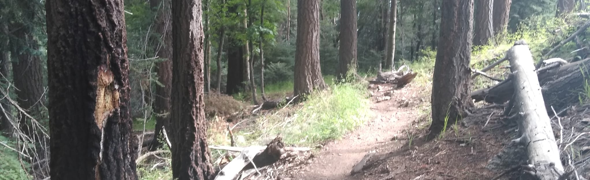 Aspen Draw Trail via E Turkey Run Road, Arizona - 358 Reviews, Map ...