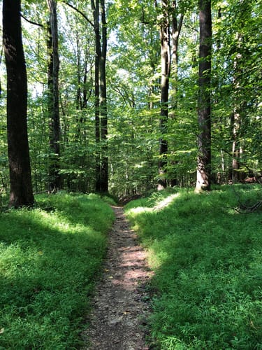 Best 10 Hikes and Trails in Cromwell Valley Park | AllTrails