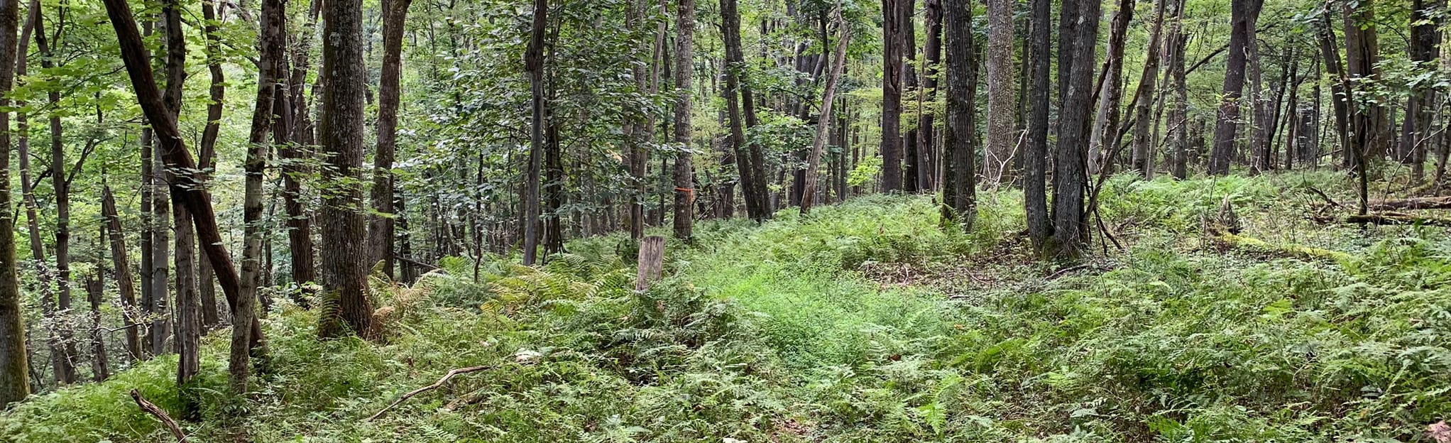 Meshach Browning Trail System via Bumble Bee Road - Maryland | AllTrails