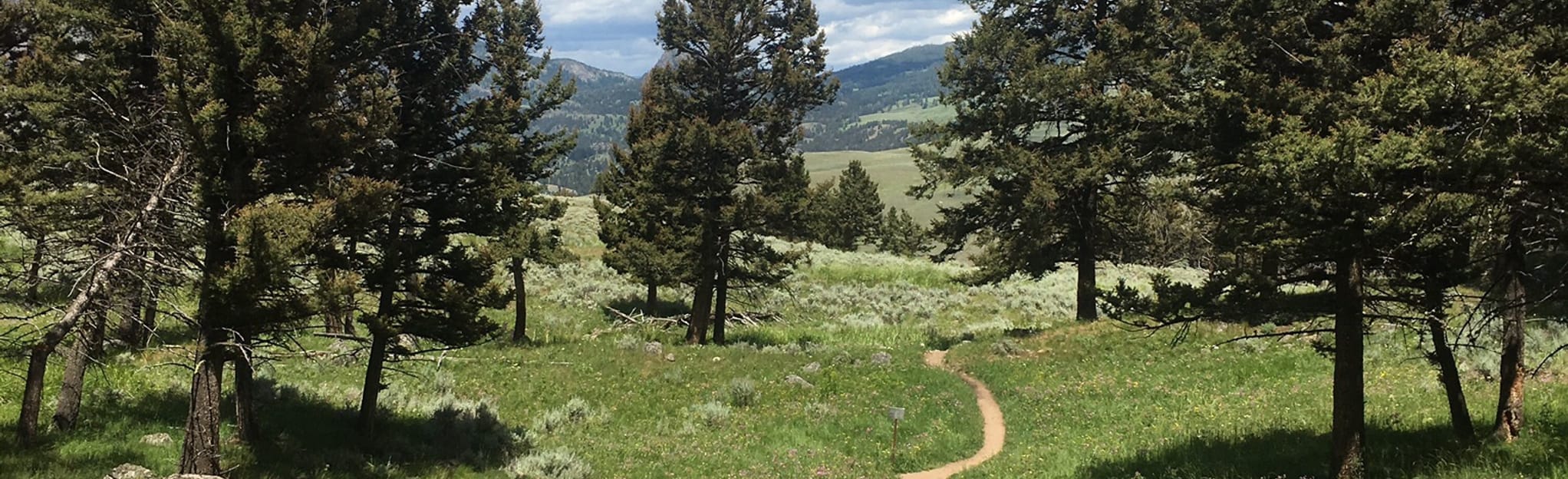 Buffalo Plateau Trail, Montana - 8 Reviews, Map | AllTrails