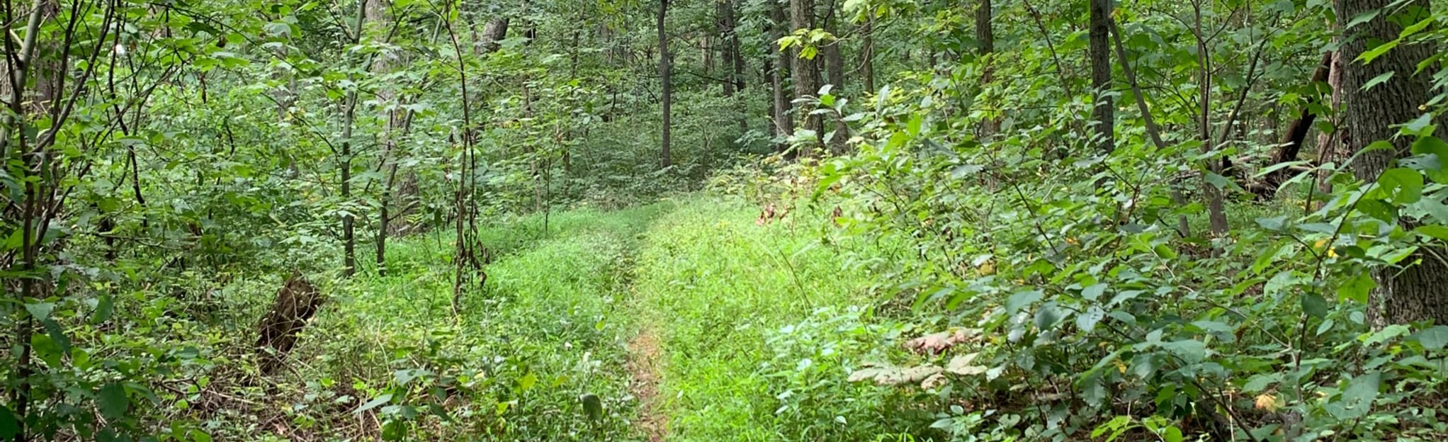 Lamb's Gap Trail: 309 Reviews, Map - Pennsylvania | AllTrails