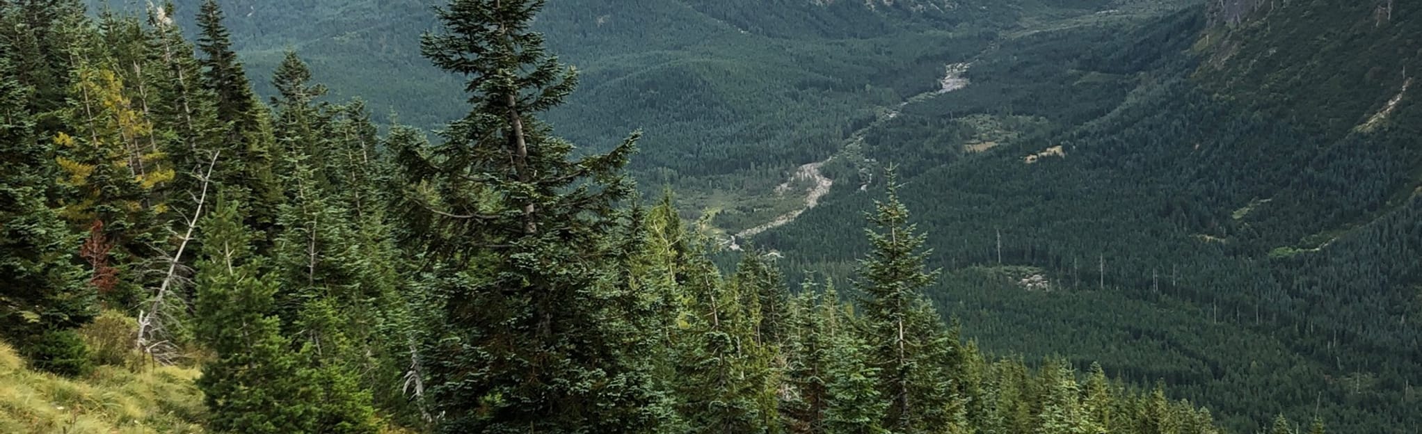 Goat Mountain and Green River Loop Trail: 45 Reviews, Map - Washington ...