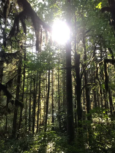 10 Best Hikes and Trails in Capitol State Forest | AllTrails