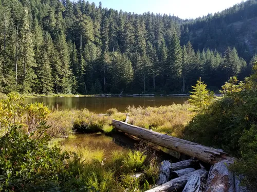 Best Short Trails in Dorena | AllTrails