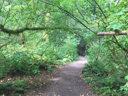 10 Best Hikes and Trails in Pacific Spirit Regional Park | AllTrails