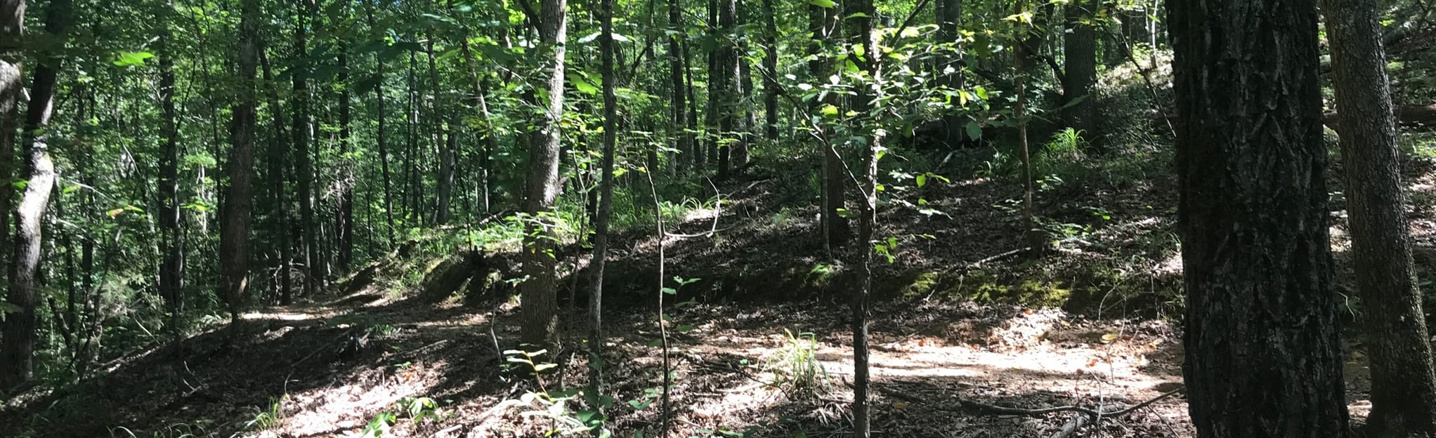 Approach Trail and South Loop - Alabama | AllTrails