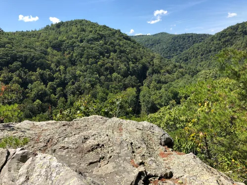 Best Forest Trails in Jumping Branch | AllTrails
