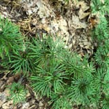 Farley Loop , West Virginia - 21 Reviews, Map | AllTrails