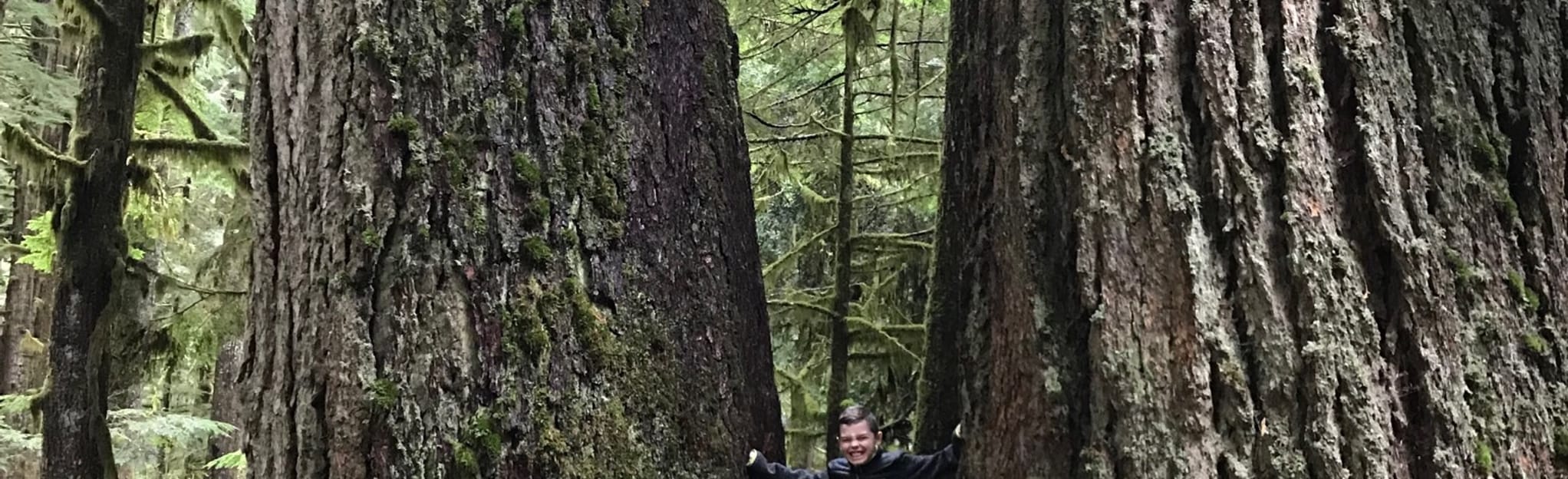 Quartz Creek Big Trees Trail: 17 Reviews, Map - Washington | AllTrails