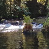 Qualicum Hatchery Loop, British Columbia, Canada - 221 Reviews, Map ...