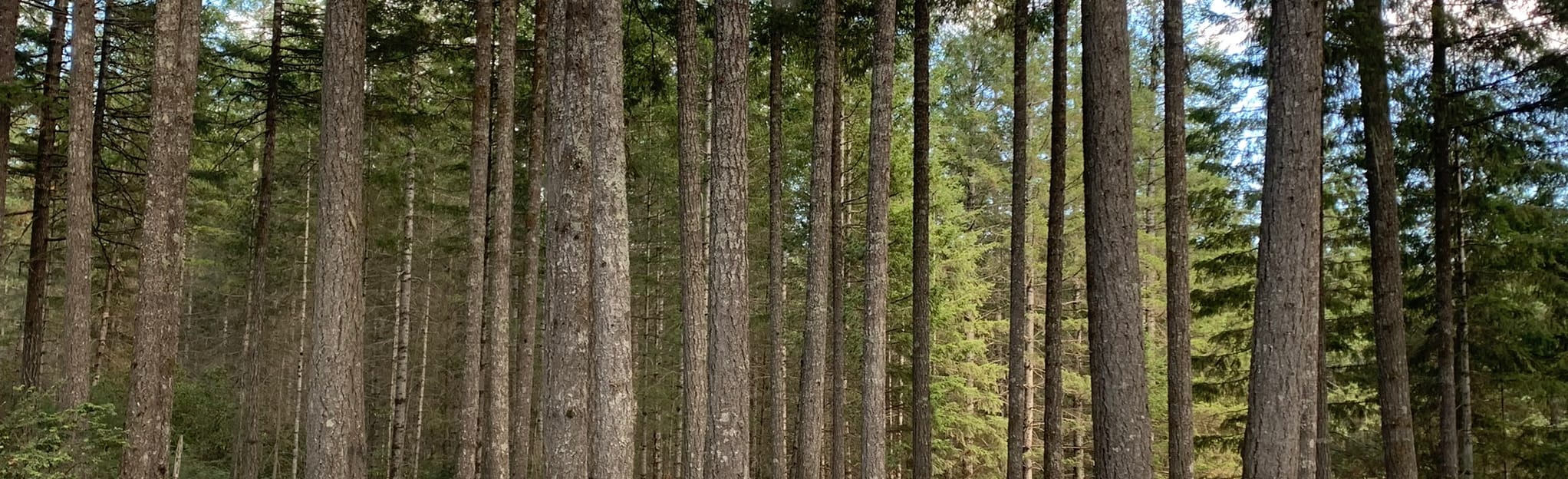 Tahuya Lookout OHV Loop , Washington - 99 Reviews, Map | AllTrails