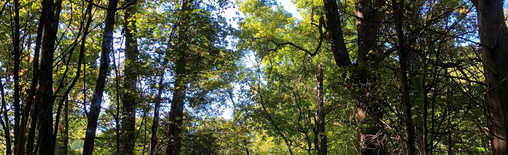 Ridge Trail Spur, North Carolina - 26 Reviews, Map | AllTrails