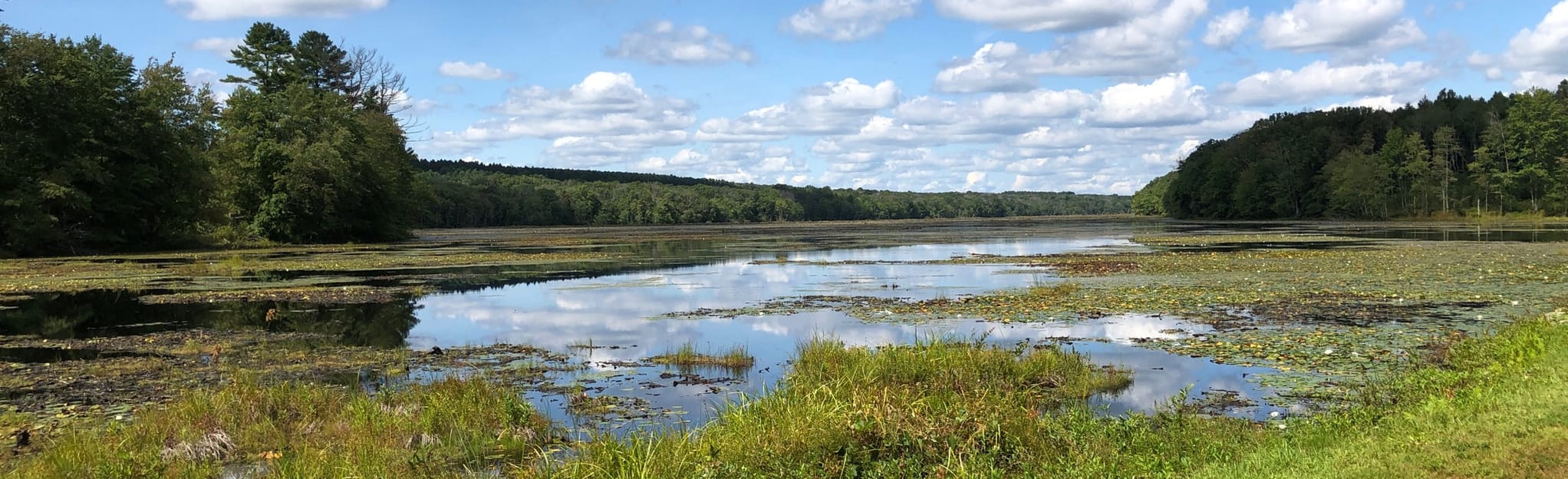 Cedar Swamp Trail : 78 Reviews, Map - Connecticut | AllTrails