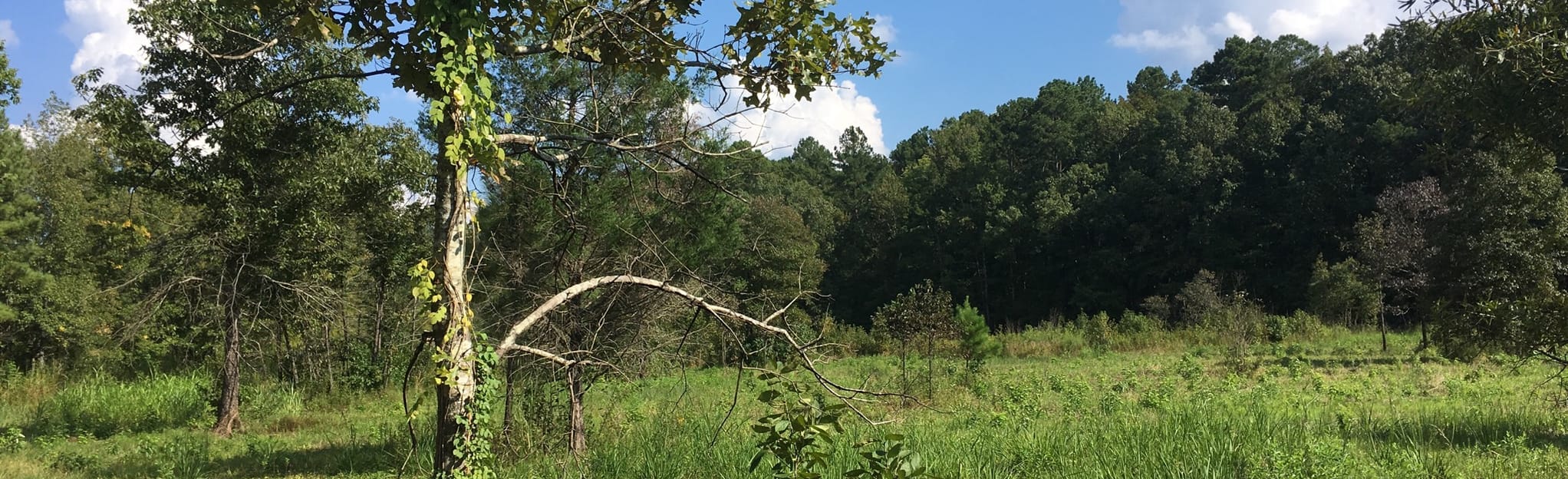 Mason Farm Trail, North Carolina - 215 Reviews, Map | AllTrails