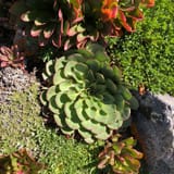 Mount Flora, Eva, Bancroft, and Parry Peak via Mount Flora Trail ...