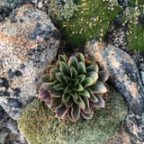 Mount Flora, Eva, Bancroft, and Parry Peak via Mount Flora Trail ...