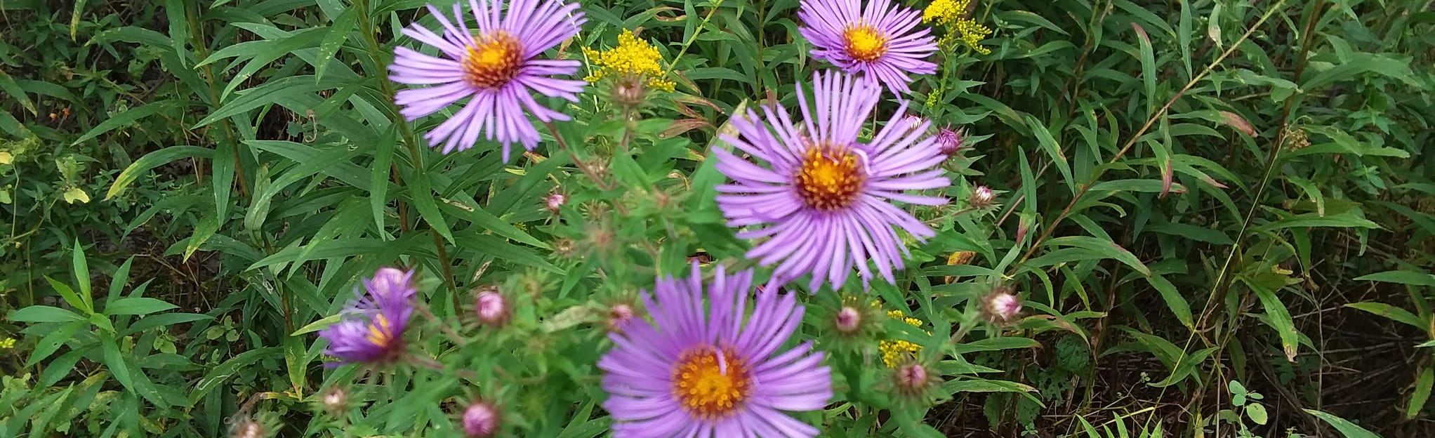 Benzinger Park , Pennsylvania - 108 Reviews, Map | AllTrails