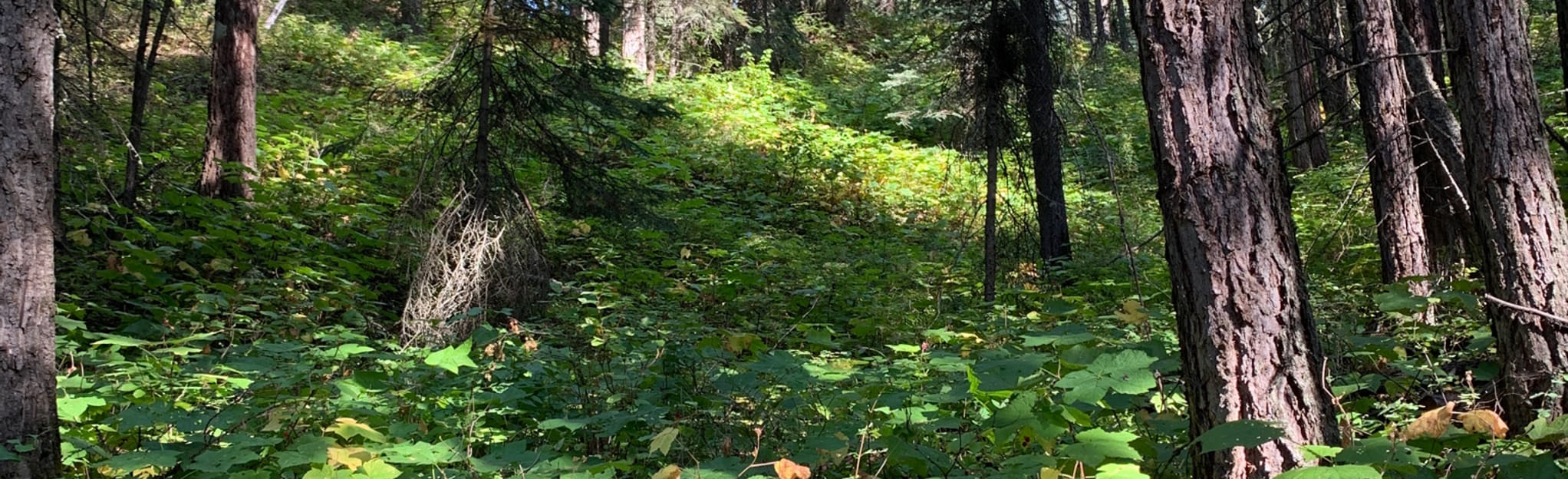 Mountain Shadow Trail: 53 Fotos - British Columbia, Kanada | AllTrails