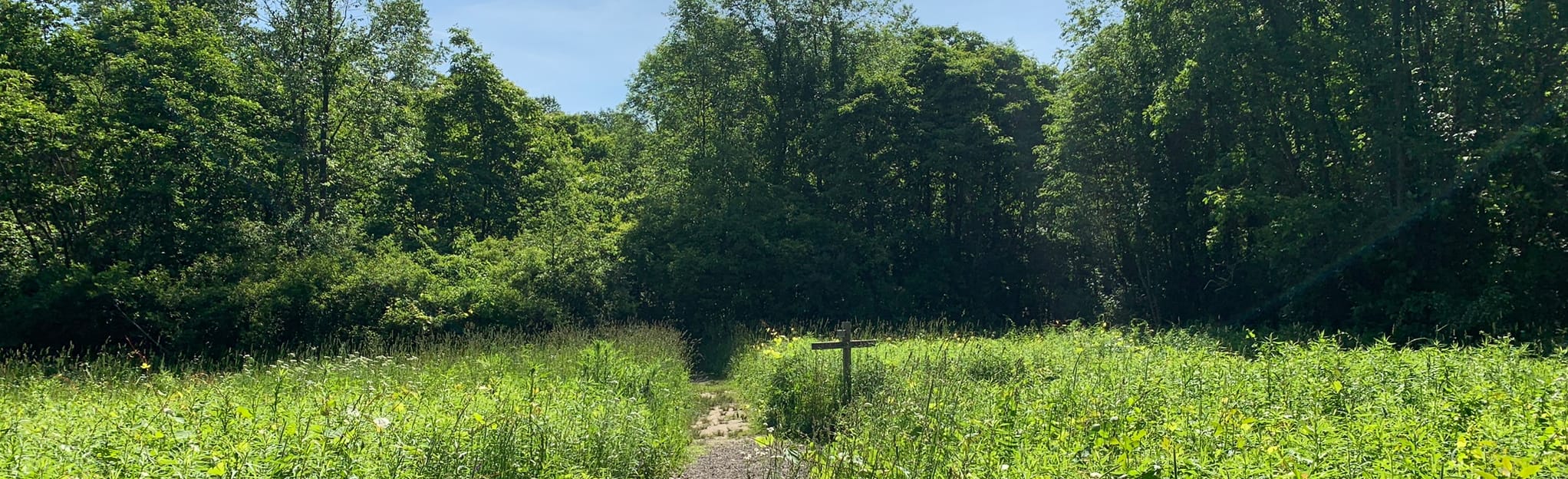 Lillian Anderson Arboretum Loop, Michigan - 715 Reviews, Map | AllTrails