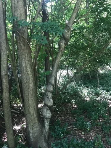 Best Hikes and Trails in Fort Boykin Historical Park | AllTrails