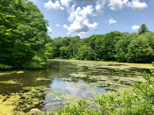 Best Forest Trails in Supply Pond Park | AllTrails