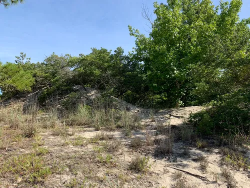 Best Hikes and Trails in False Cape State Park | AllTrails