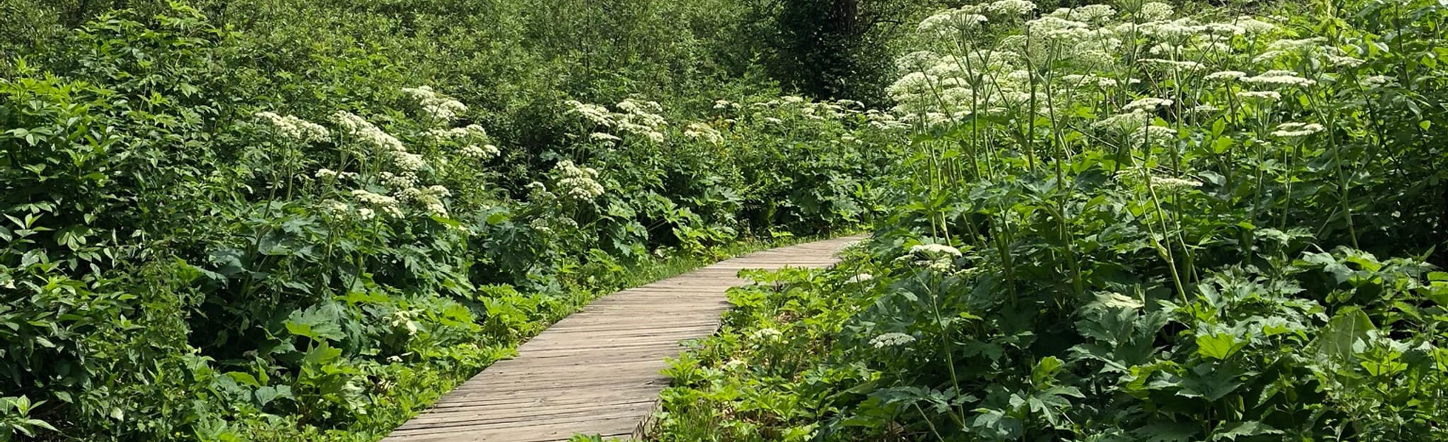 Skunk Cabbage Trail, British Columbia, Canada - 92 Reviews, Map | AllTrails