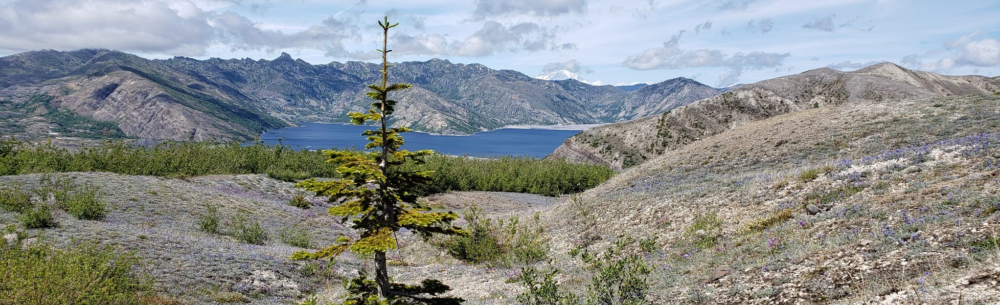 Loowit Falls Trail, Washington - 262 Reviews, Map | AllTrails