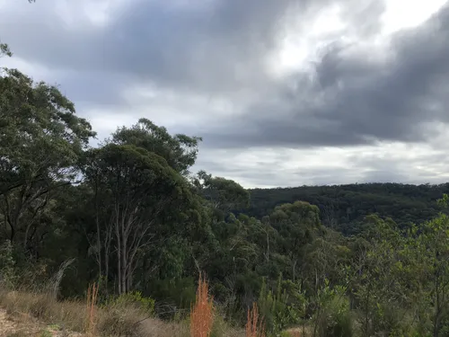 Best Hikes and Trails in Ourimbah State Forest | AllTrails
