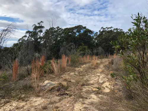 Ourimbah State Forest: de beste routes om te wandelen | AllTrails