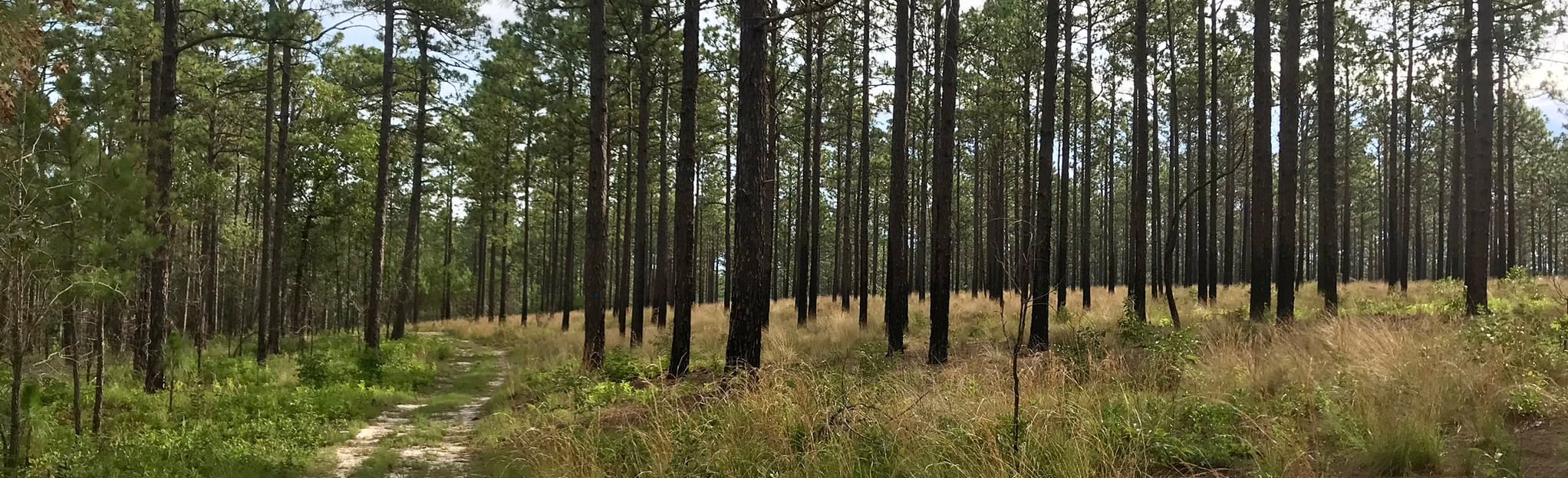 Wiregrass Loop Trail: 226 Reviews, Map - North Carolina | AllTrails