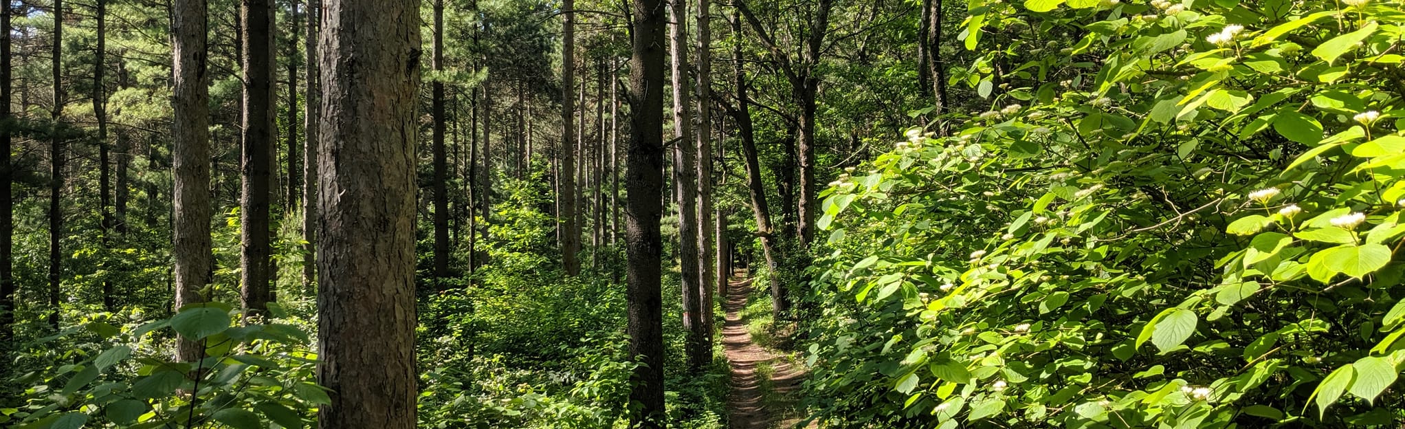 Oak Ridges Moraine Trail: Northumberland Forest (West Section): 3 ...