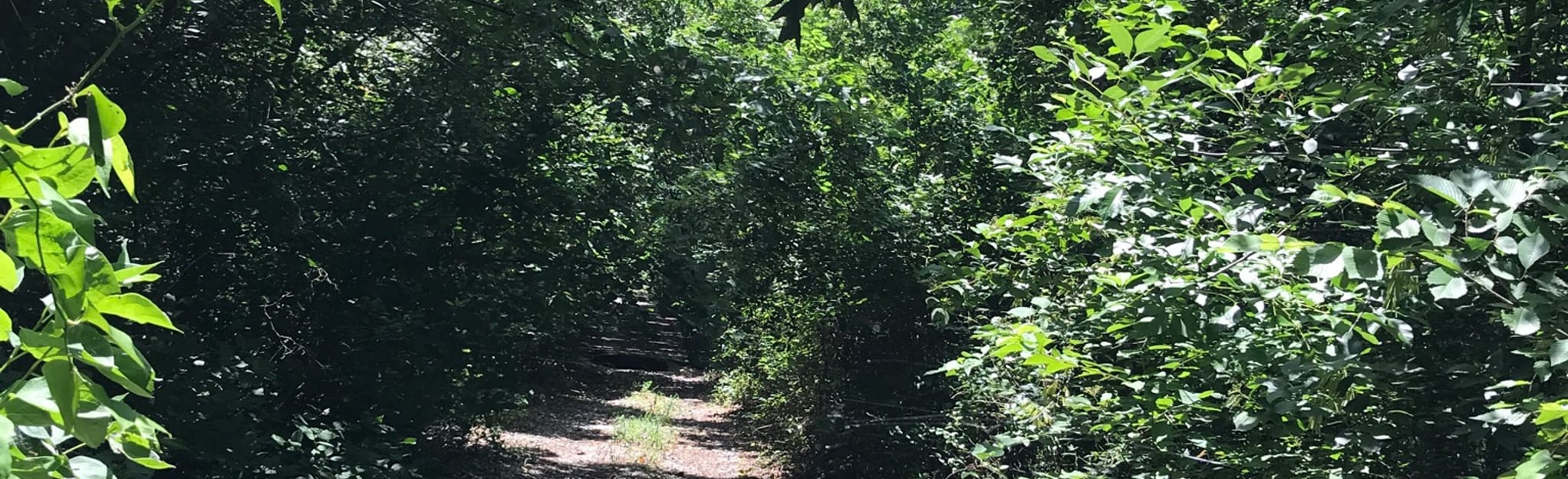 Northeast Texas Trail: 225 Reviews, Map - Texas | AllTrails