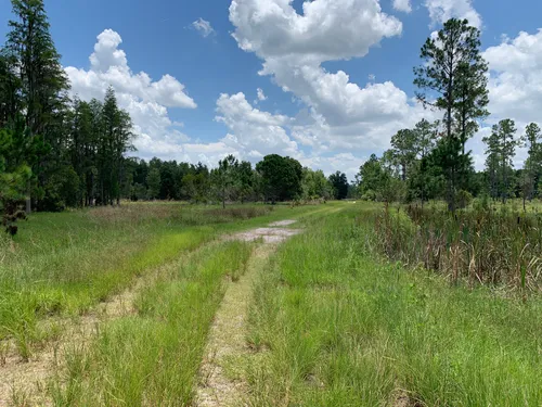 Best Hikes and Trails in Lower Green Swamp Nature Preserve | AllTrails