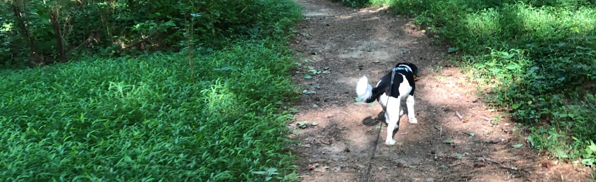 Shamrock Forest Loop, Georgia - 37 Reviews, Map | AllTrails