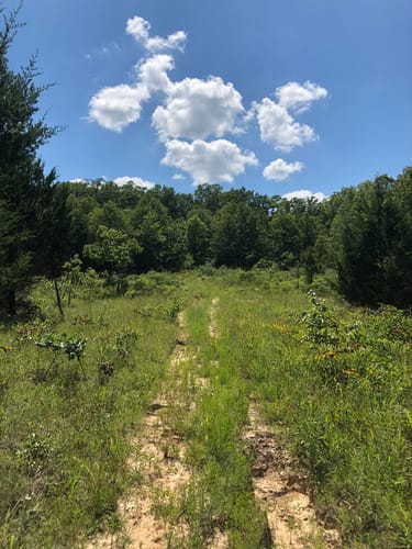 2023 Best 10 Easy Trails in Mark Twain National Forest | AllTrails