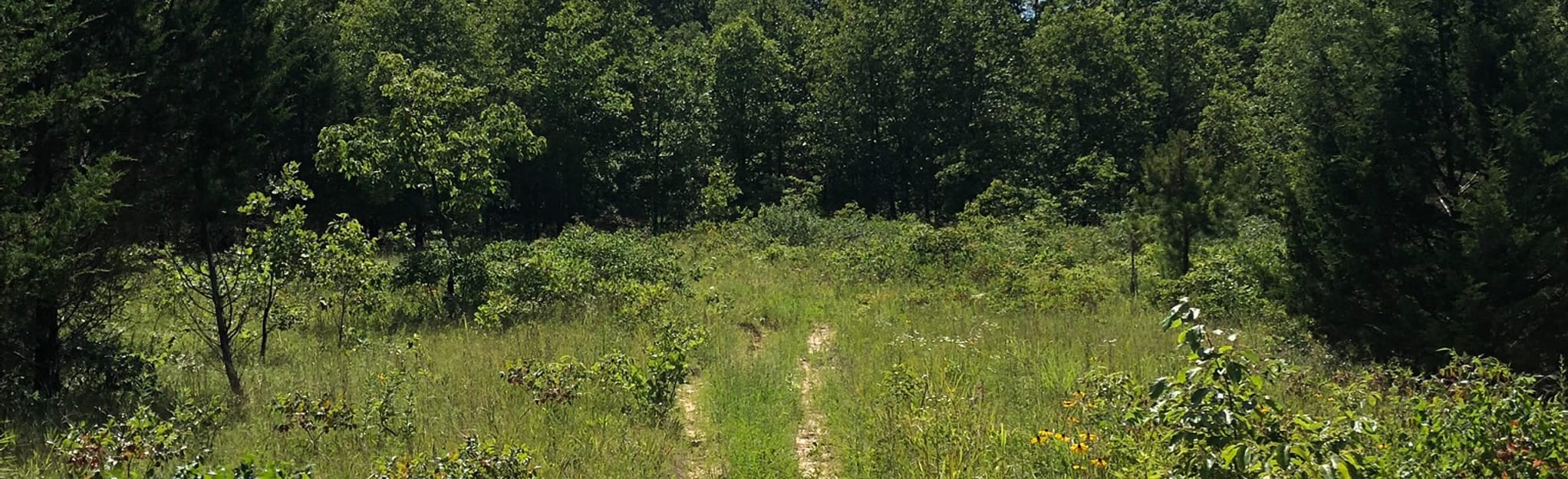 Kaintuck Trail: Mushroom Section, Missouri - 17 Reviews, Map | AllTrails