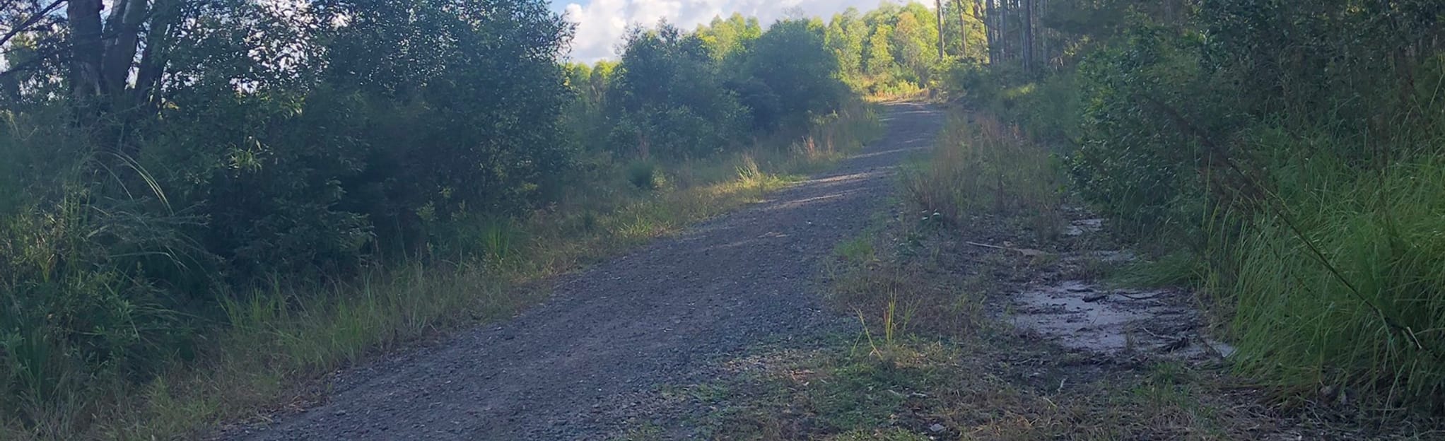 Ringtail Easy Track: 26 foto's - Queensland, Australië | Wandelen ...