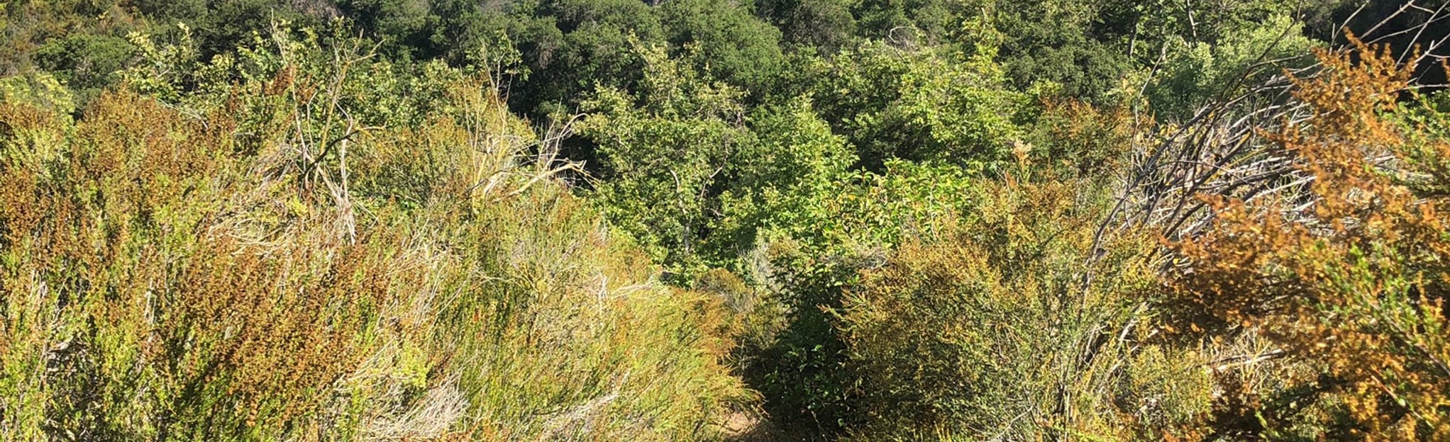 San Mateo, Tenaja, and Fisherman's Camp Loop, California - 42 Reviews, Map | AllTrails