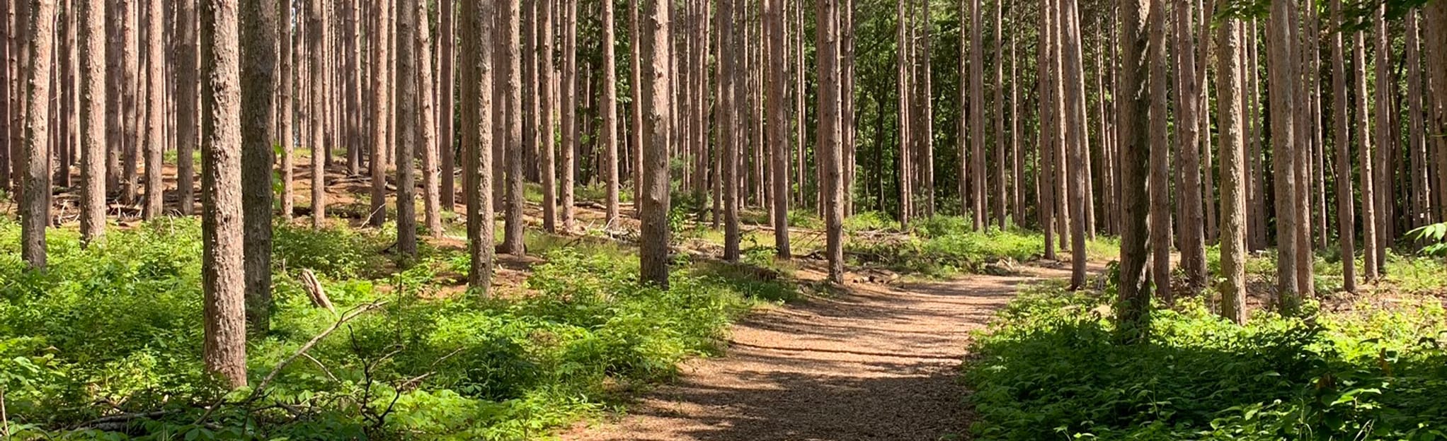 Townsend Park Northern Loop, Michigan - 271 Reviews, Map | AllTrails