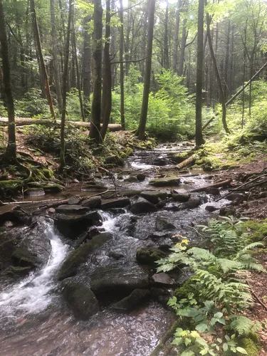 10 Best Trails and Hikes in State College | AllTrails