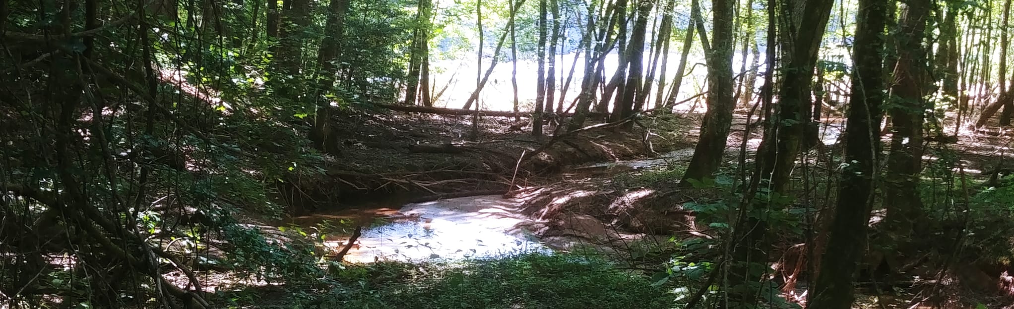 West and East Wimba Loop, North Carolina - 90 Reviews, Map | AllTrails